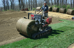 Sir Walter Buffalo Turf | J&B Buffalo Turf Supplies