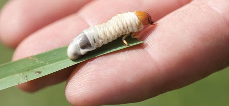 Sir Walter Buffalo Turf | J&B Buffalo Turf Supplies