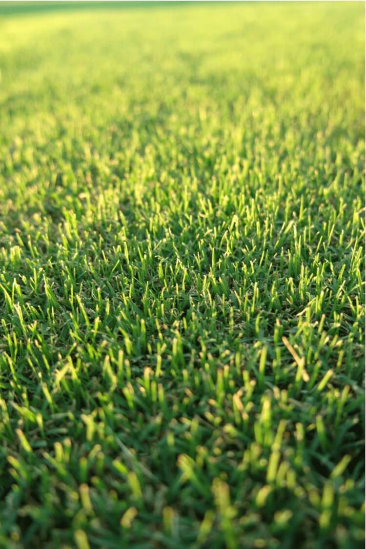 TifTuf Bermuda Turf | J&B Buffalo Turf Supplies