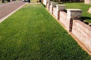 Sir Walter Buffalo Turf | J&B Buffalo Turf Supplies